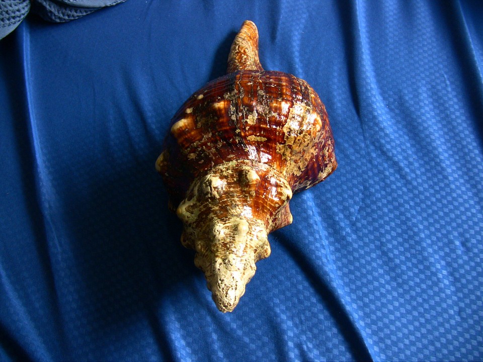 Beautiful Horse Conch seashell, 14" large | eBay