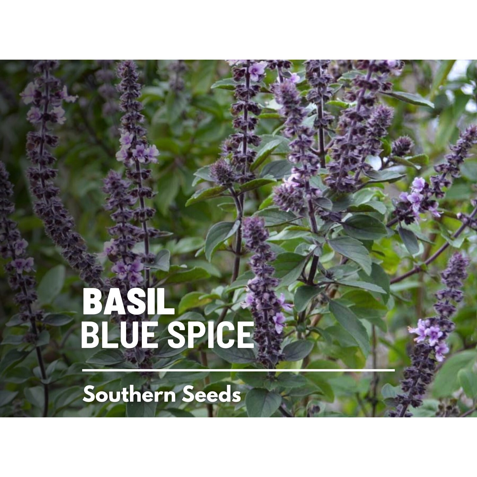 Blue Spice Basil Seeds, Heirloom Culinary Herb, Fragrant, USA Grown | eBay