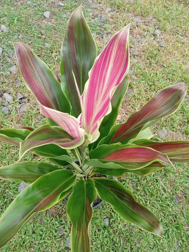 Rare Sherbert * 2-3 Foot Tall * Cordyline Ti Leaf Plant * Bare Root ...