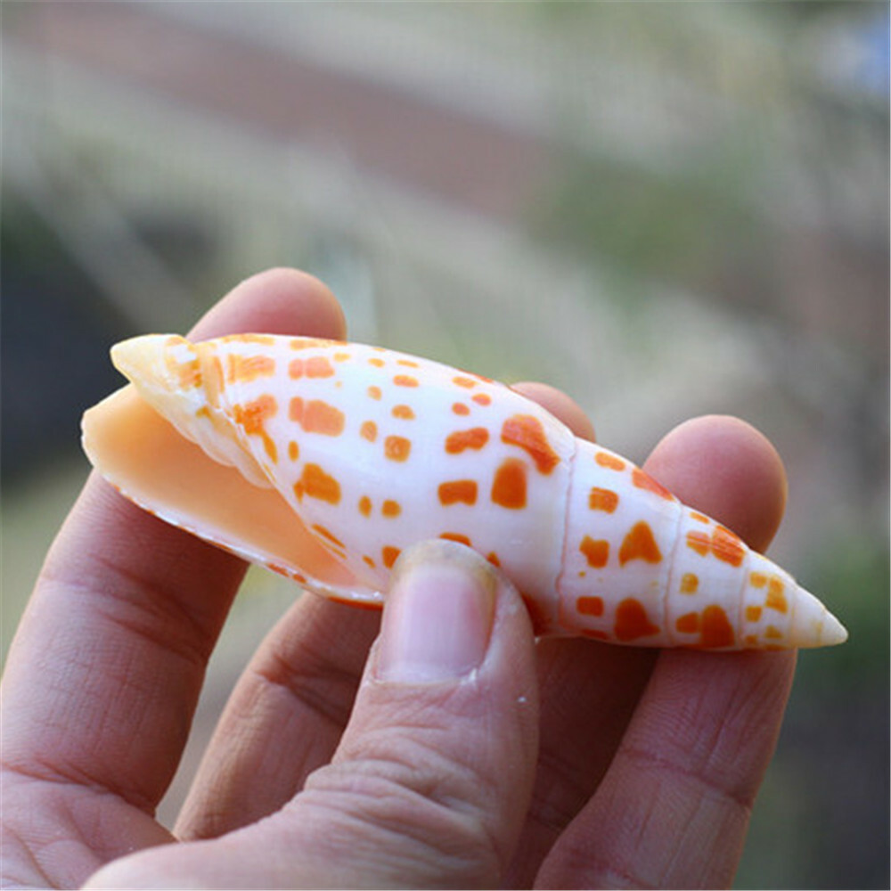 7-9 cm Natural Episcopal Mitre Conch Shell Spotted Shells Ornament ...