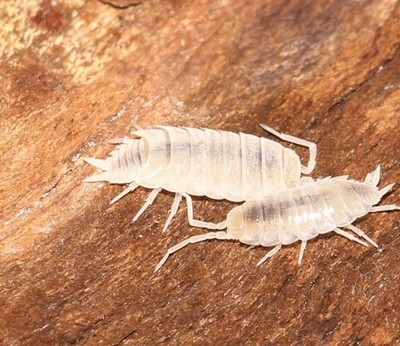 Porcellionides Pruinosus"Powder White"Isopods 5+. Free hardwood leaves ...