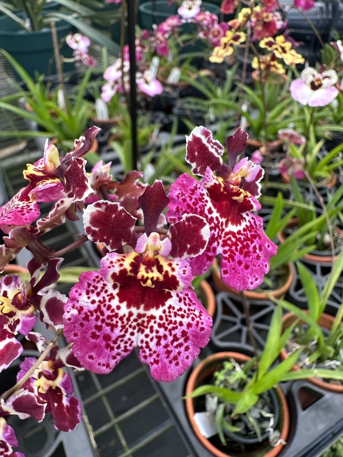 Three Different Tolumnia Equitant Orchid Plant Oncidium 3 Plants NOT IN ...