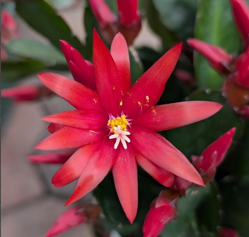 Rhipsalidopsis gaertneri Easter-Spring Cactus, Unrooted Cuttings PICK ...