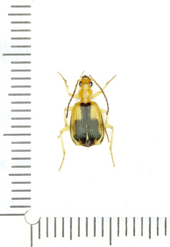 Carabidae, Brachinus sp., SAUDI ARABIA | eBay