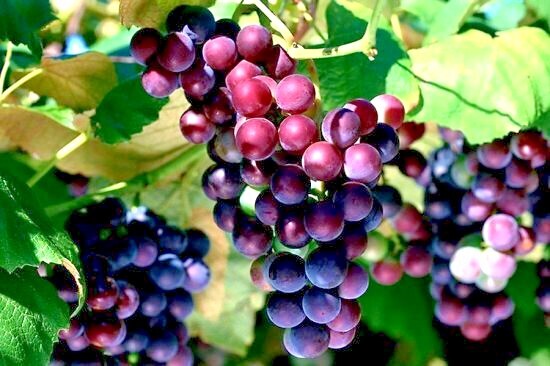 20 WINE GRAPE SEEDS (Vitis vinifera) Vine Tree Fast Hardy Garden Fruit ...