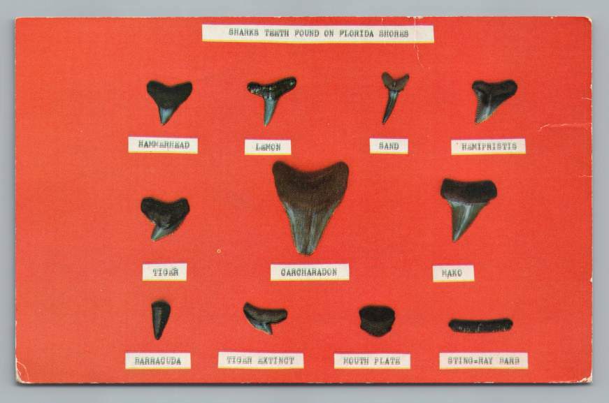 Shark Tooth Identification Chart
