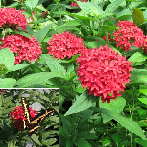 15+ seeds Pentas ‘Ruby Glow house plant garden flowers | eBay