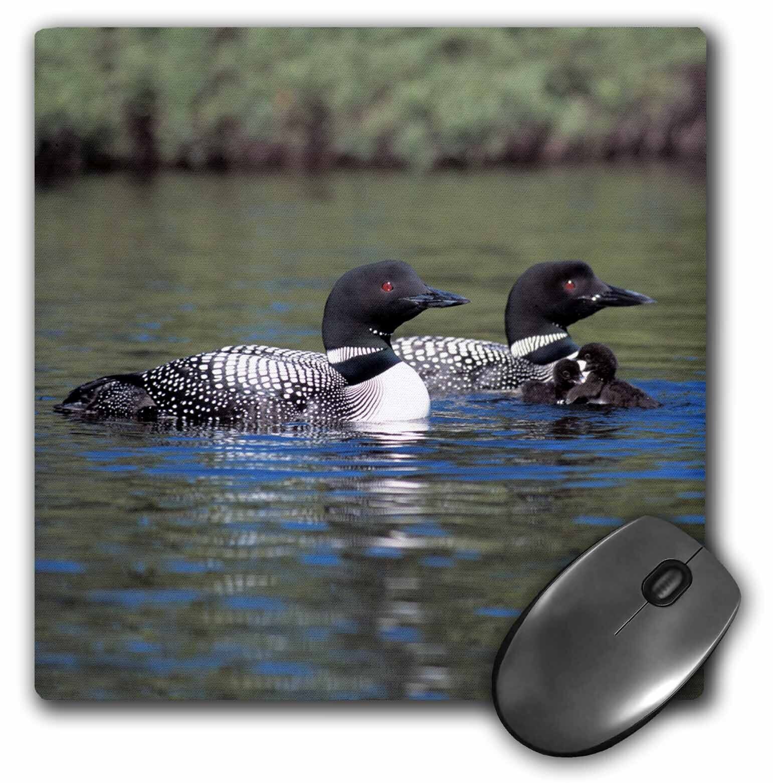 3dRose Family of Three Loons MousePad | eBay