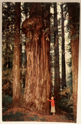 Monarch of the Forest, Gigantic Redwood Tree, Woman, Unposted Vintage ...