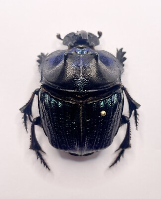 Entomology Taxidermy : Coprophanaeus Lancifer BIG!48mm+/-, A1, 2022 | eBay