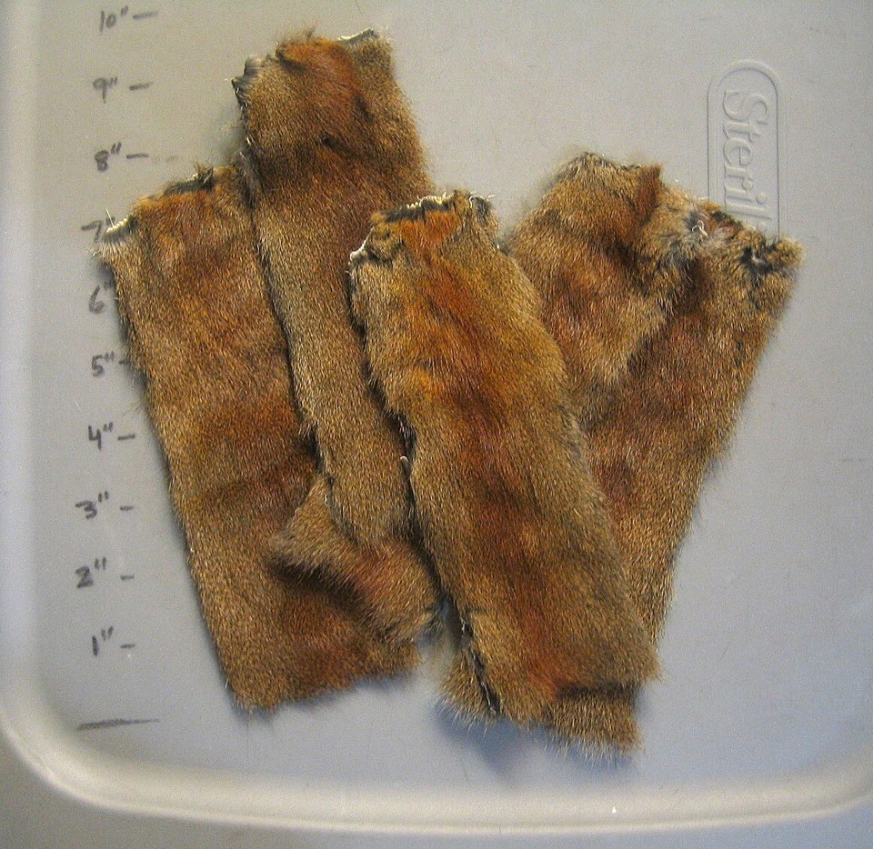 Tanned North American Pine Squirrel Patch-Canadian Pine Squirrel-Combine Ship | eBay