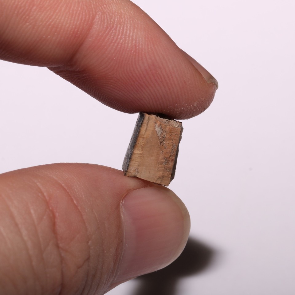 Tyrannosaurus Rex T.rex Tooth Chunk with Beautiful Serrations - Hell ...