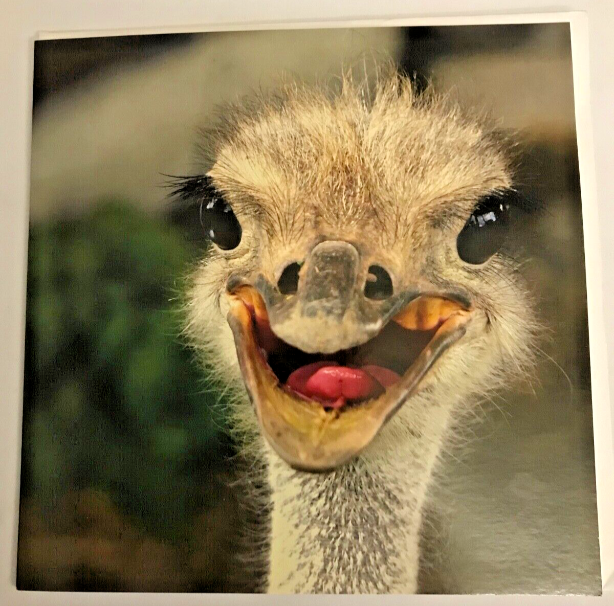 Smiling Ostrich Head Ostrich Smiling Stock Photos, Royalty Free