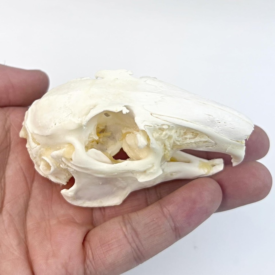 Taxidermy Real Cottontail Rabbit Animals Skull Decor - Model White | eBay