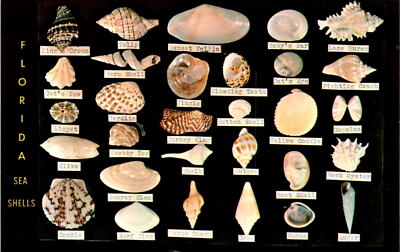 Florida beaches, sea shells, Tulip, Baby's Ear, Sunset Tellin Postcard ...