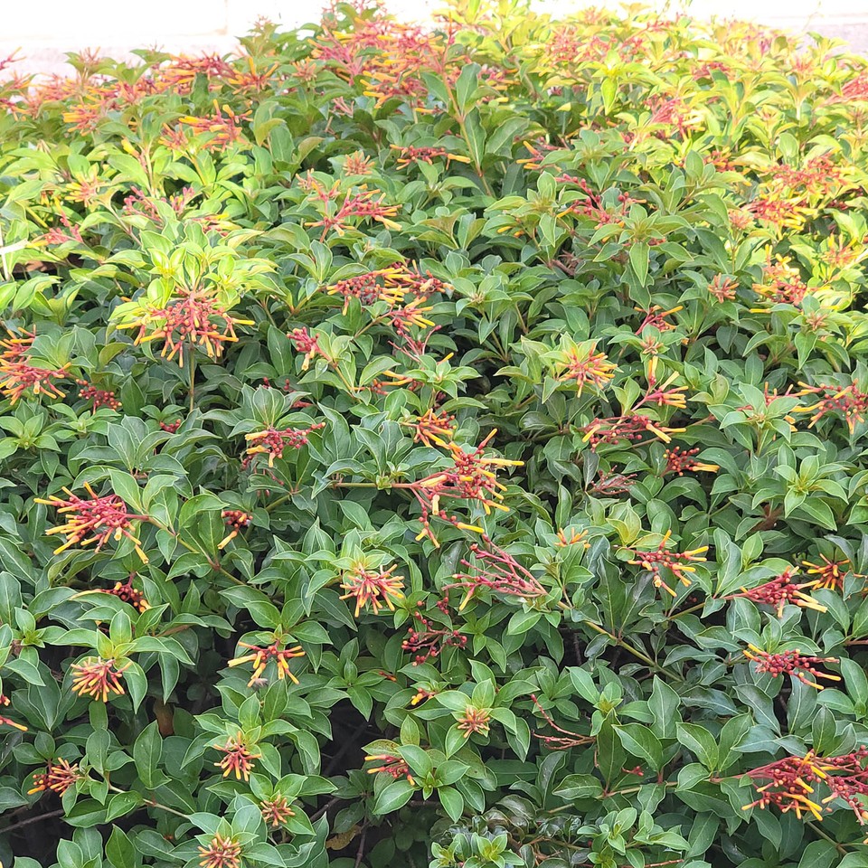 Firefly Dwarf Red Firebush Live Plant Orange Yellow Flower Butterfly ...