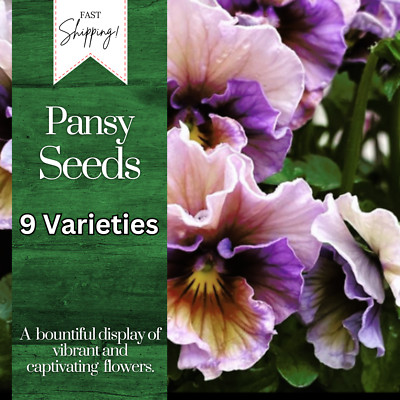 150+ Pansy Seeds (Viola) - Fragrant, Flower Seeds, Annual Seeds, Garden ...