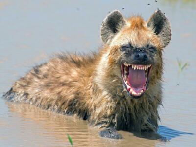 HYENA GLOSSY POSTER PICTURE PHOTO PRINT BANNER laughing hyenas ...