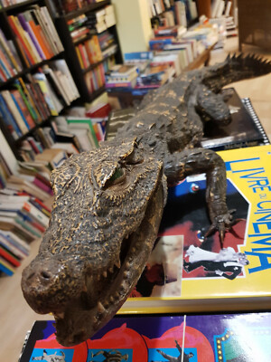 Caïman nain empaillé - Croco - Taxidermie | eBay