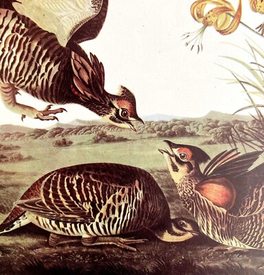 Prairie Chicken Bird 1946 Color Art Print John James Audubon Nature ...