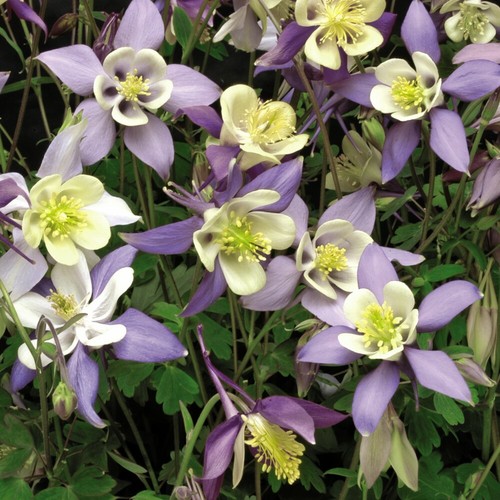 T&M Aquilegia Mrs Scott Elliot Garden Flowering Hardy Perennial Plug ...