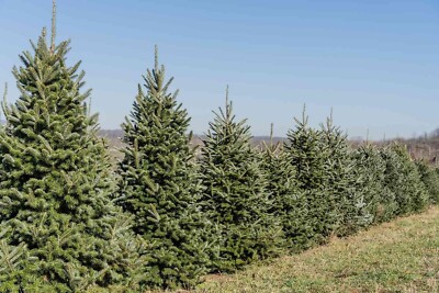 Fraiser Fir Tree Seedlings for Planting | eBay