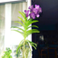 Vanda Pots Orchid Garden Black Plastic Hanging Compatible Mesh Net ...