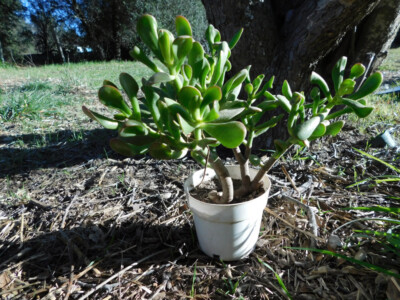 Hobbit Jade Tree-Crassula ovata-Money Plant-Bonsai Start-Most Popular ...