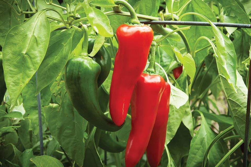 BIG JIM CHILLI SEEDS Vegetable Seeds Chilli BIG JIM Seeds Vegetable ...