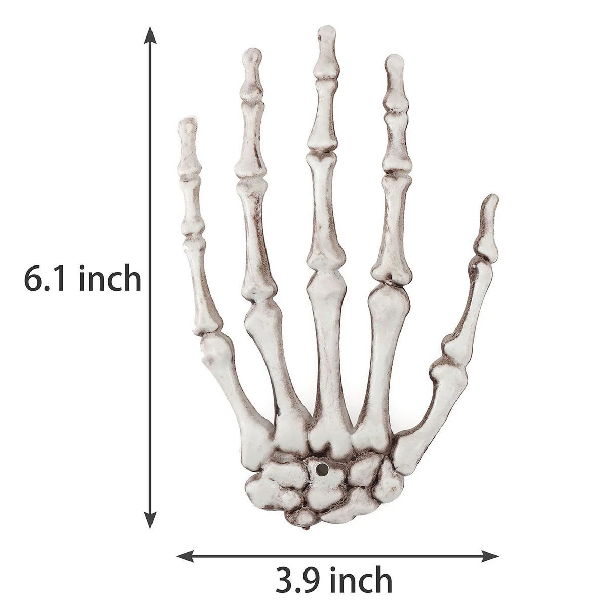 Anatomical Skeleton Hand