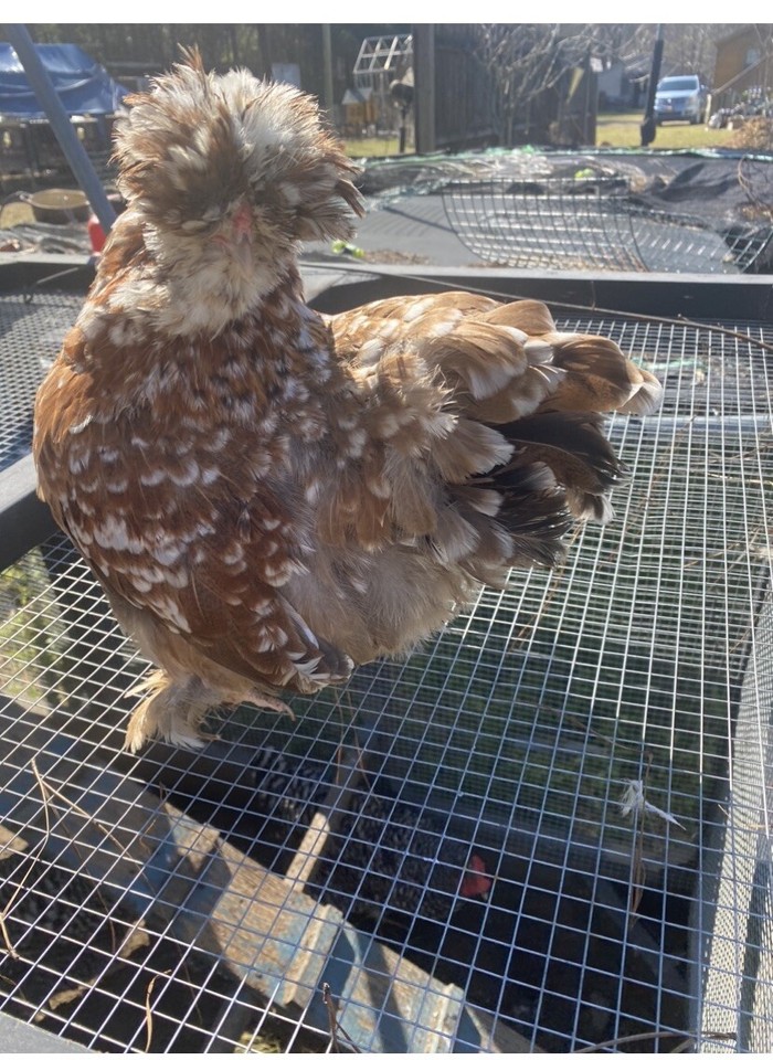 12+ Mille Fleur Satin Hatching Eggs NPIP & AI Clean | eBay