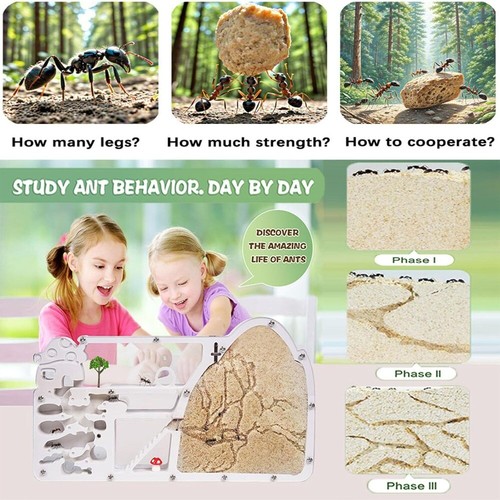 Educational Science Gifts Ant Colony Observation Kits Care for Live ...