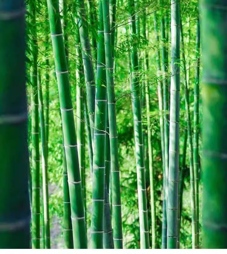 50+Giant Moso Bamboo Seeds Perennial evergreen Grows Edible Bamboo ...