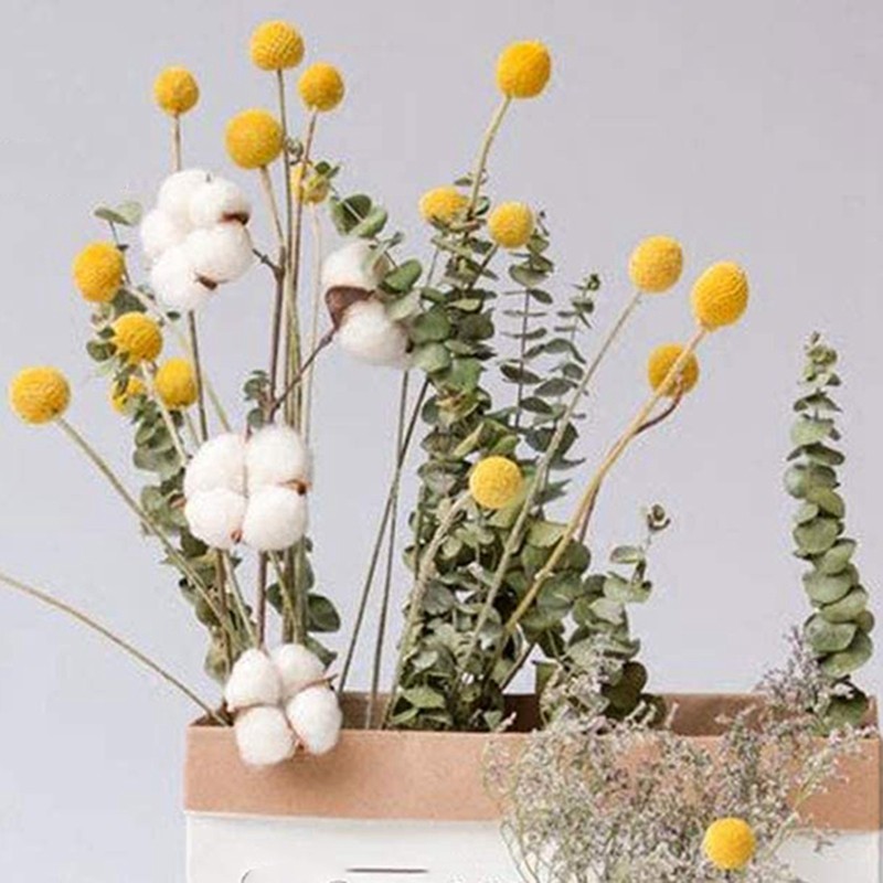 Natural Dried Flower Yellow Bouquet Bunch, Real Freshly Harvested ...