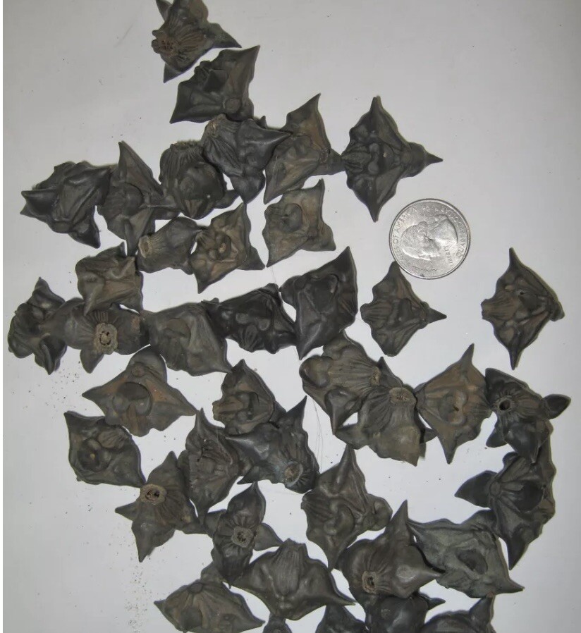 Lot Of 10 Devil’s Pods, Bat Nuts, Dried Water Chestnut Nut, Caltrops | eBay