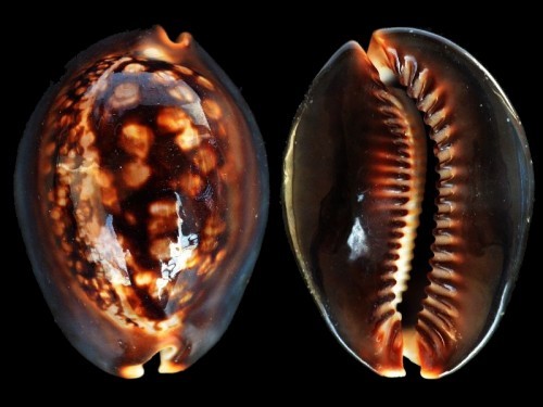 Cypraea mauritiana - Shells from all over the World NEW!!! | eBay