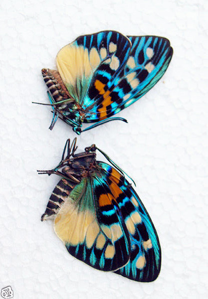Day Moth - Moth - Erasmia pulchera chinensis (Pair), Chiangmai, North ...