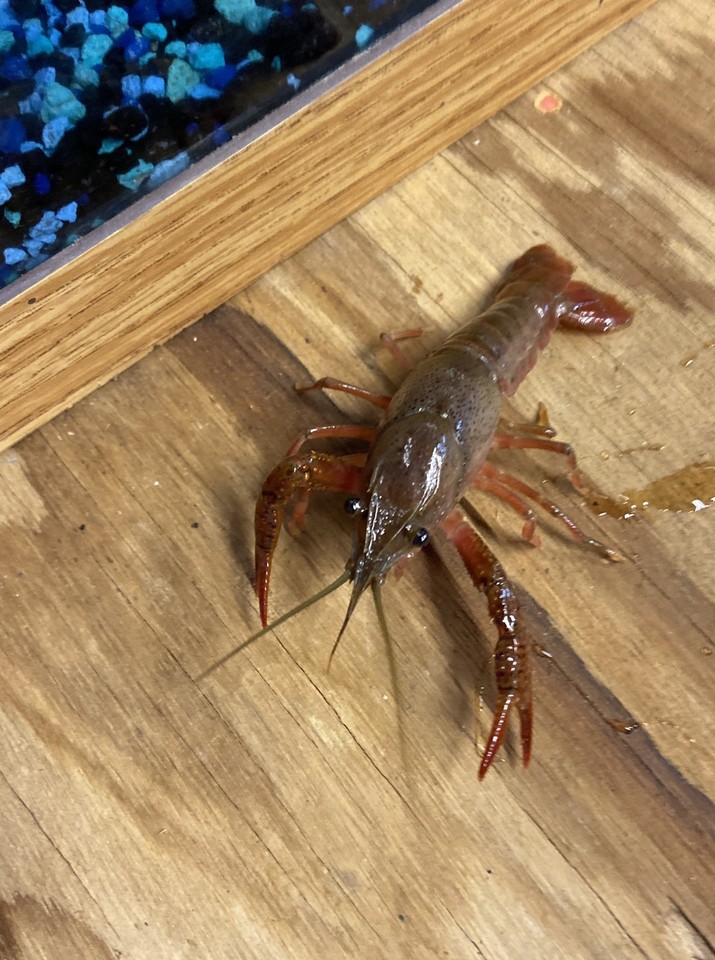 2 Live White River CRAYFISH CRAWFISH CRAWDAD aquarium pond Pet Fish | eBay