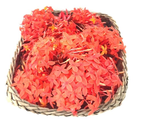 Dry Rathmal Flower (100% Natural) 50g (Ixora Coccinea Flower) | eBay