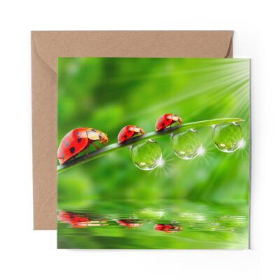 1 x Blank Greeting Card Cute Ladybird Garden Wildlife #8245 | eBay