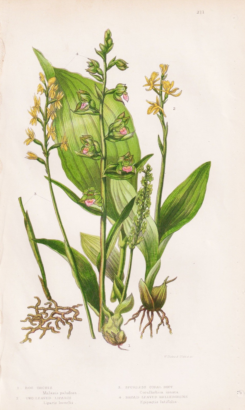 Malaxis Paludosa Orchids Botany Pratt Lithography 1870 | eBay