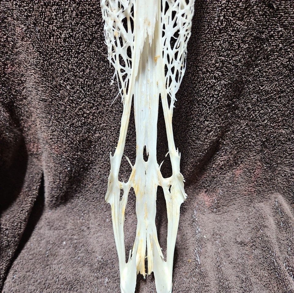 Real Paddlefish Skull Taxidermy Trapping Hunt Fish Bone Skeleton Museum ...
