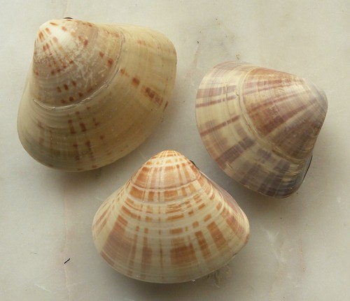 Conchiglia - shell :tivela stefaninii set 3 | eBay