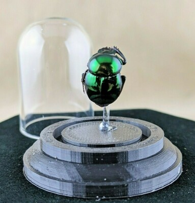 Uncommon Canthon fulgidus Dung Beetle Scarab Specimen Dome Entomology ...