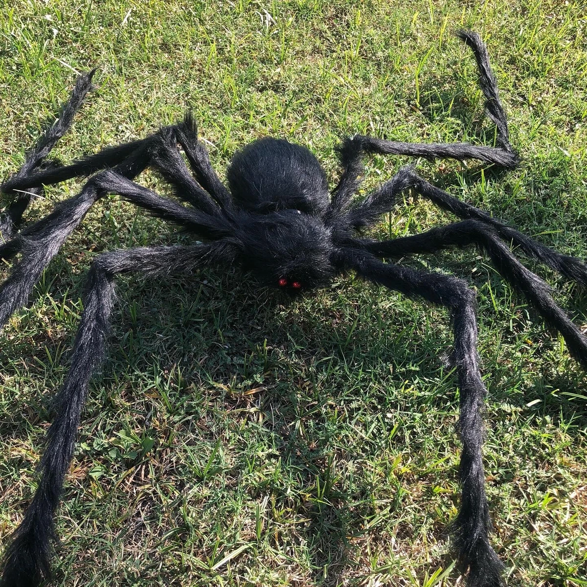 African Giant Spider