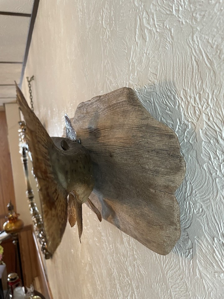 19 Inch Long Mounted Brown Trout On Driftwood - Wall Decor - Local ...