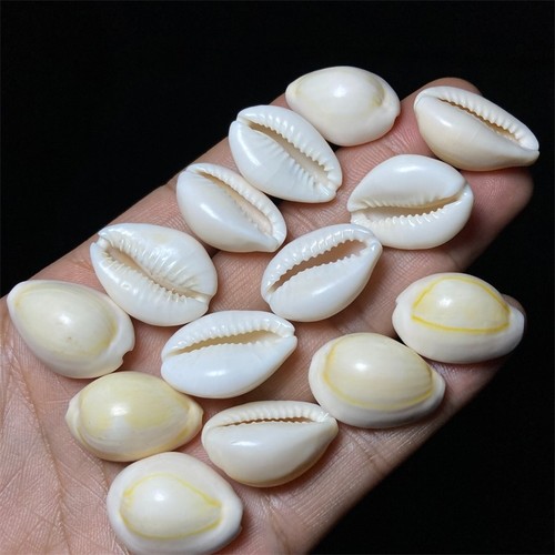 42g Natural Small White Rabbit Cowrie Seashells Conch Shell E91 | eBay