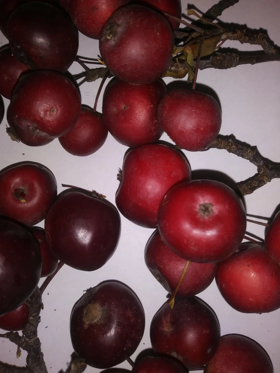 Crabapple Fruit Seed