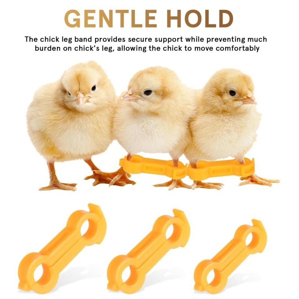 12Pcs Baby Chick Splay Leg Hobble Brace, Baby Chick Leg Hobbles ...