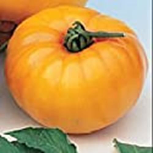 German Gold Tomato Seeds (((25 Seed Packet))) (More Heirloom, Organic ...